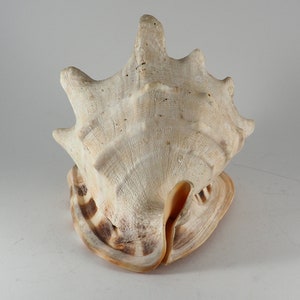 Large Big Seashell Decor/sea Shell/snail Shell/ancient Fossil/ocean ...
