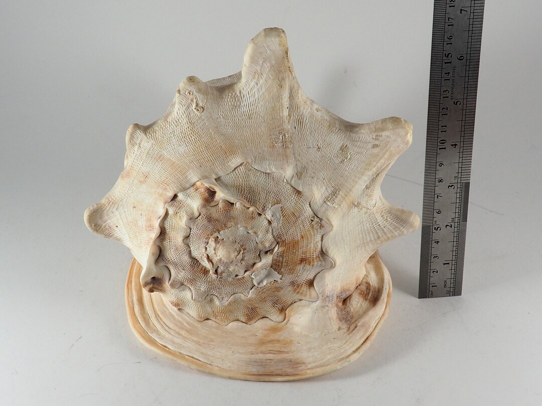Large Big Seashell Decor/sea Shell/snail Shell/ancient Fossil/ocean ...