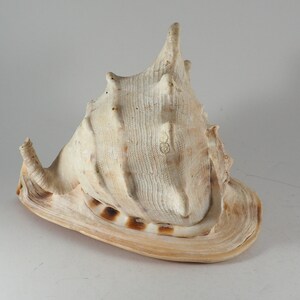 Large Big Seashell Decor/sea Shell/snail Shell/ancient Fossil/ocean ...