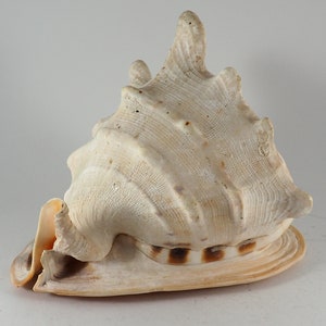 Large Big Seashell Decor/sea Shell/snail Shell/ancient Fossil/ocean ...