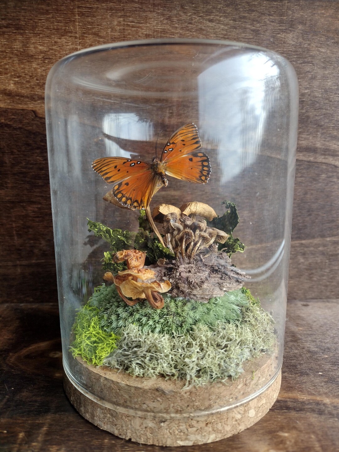 Oddities Curiosities Butterfly Dome Cloche - Etsy