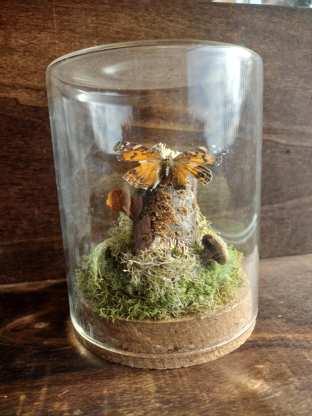 Oddities Curiosities Butterfly Dome Cloche - Etsy