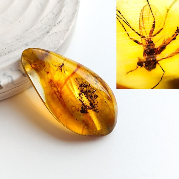 Amber With Insect - Etsy