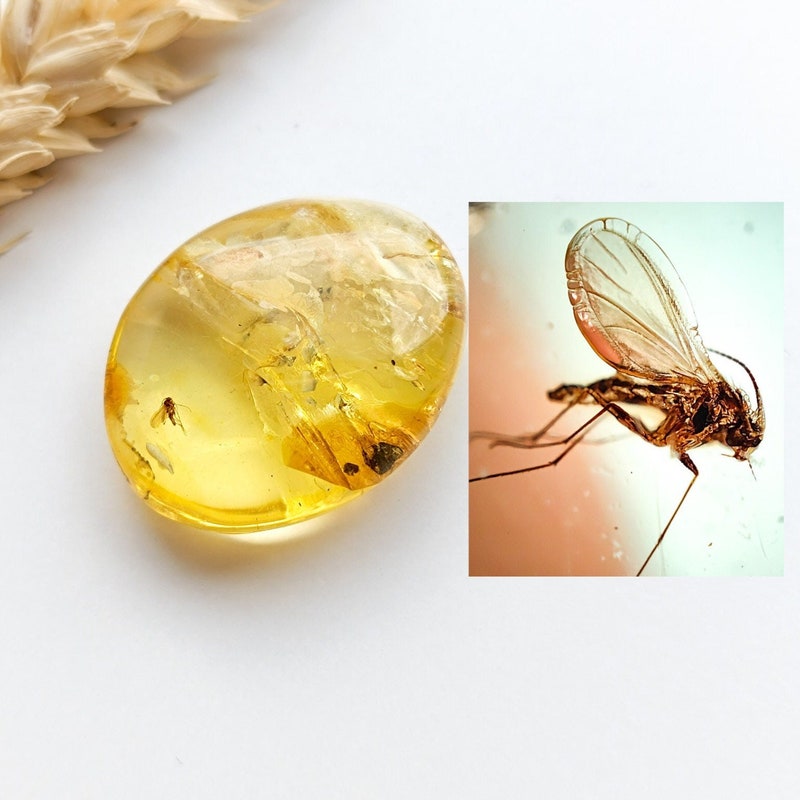 Amber Stone With Insect - Etsy