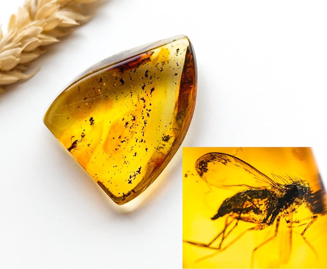 Baltic Amber Stone With Insect Fossil Inclusion, Collector's Specimen ...