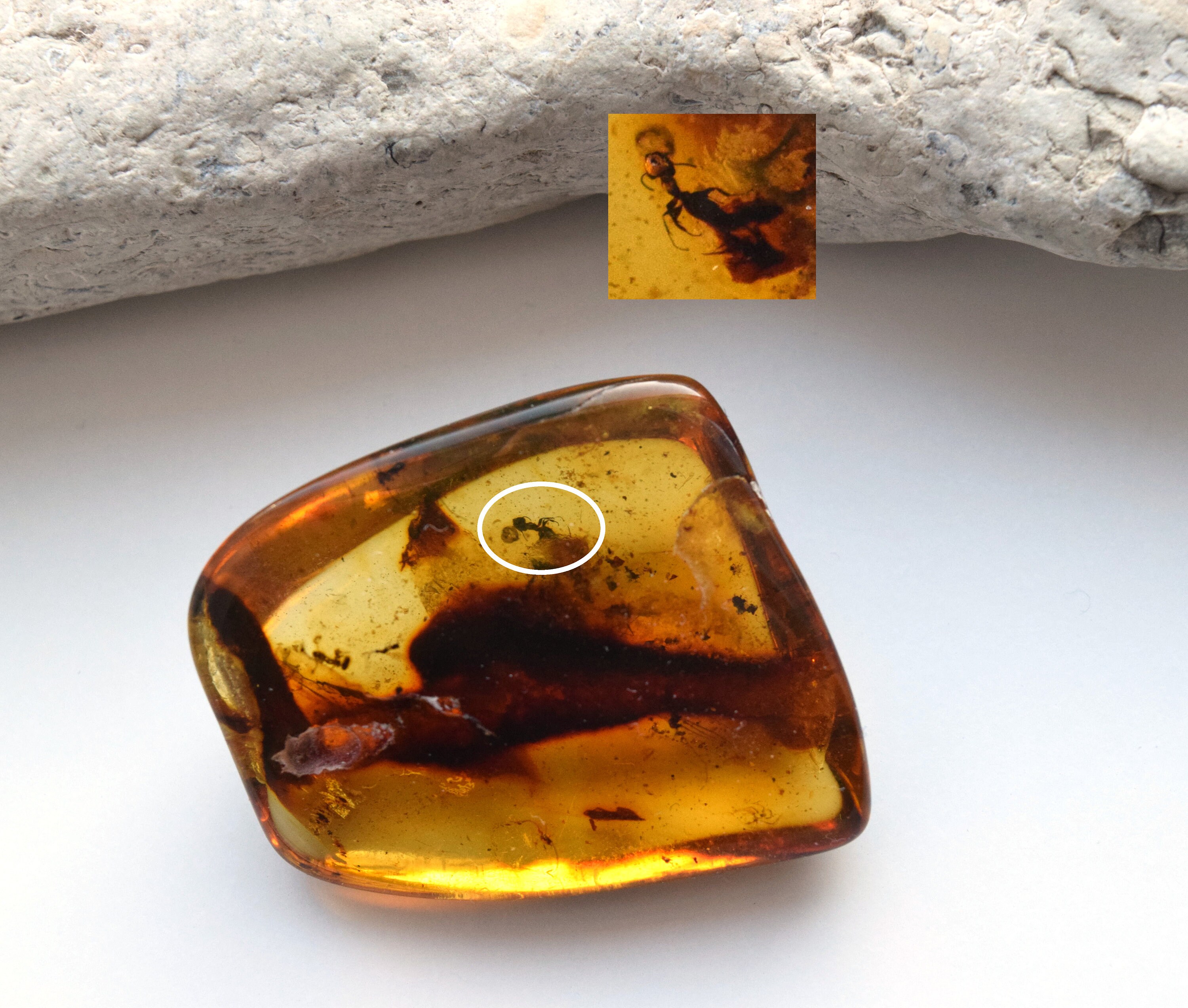 Art & Collectibles Figurines & Knick Knacks Genuine Amber with Insect ...