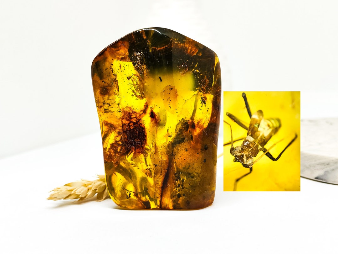 Massive Amber With Insect Inclusion,amber Stone With Fossil, Unique ...