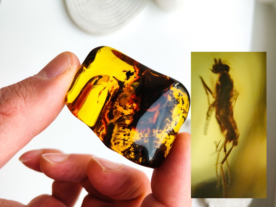 20gr Massive Amber With Insect Inclusion,amber Stone With Fossil,insect ...