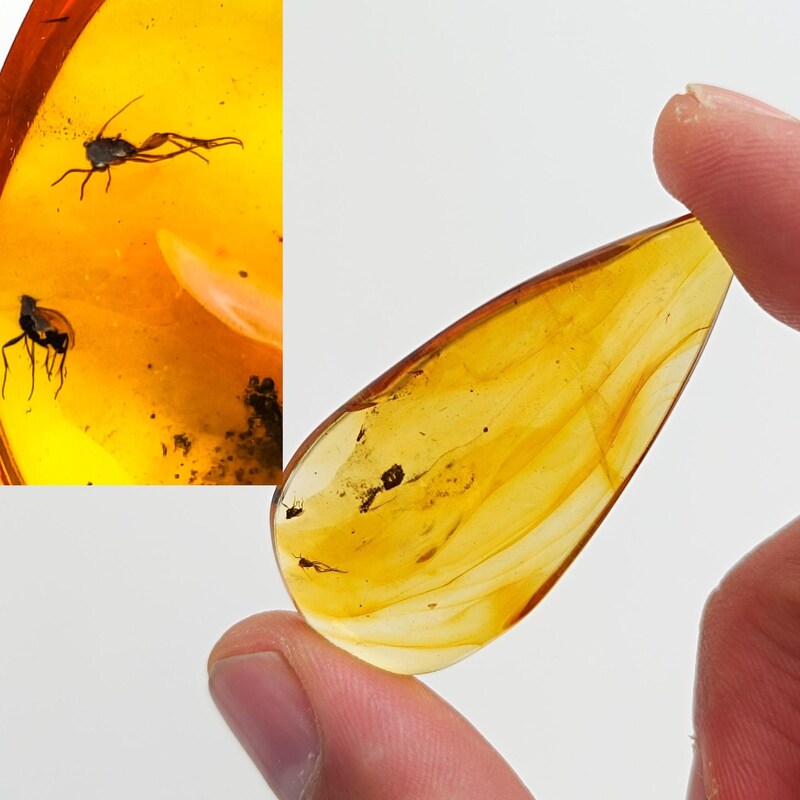Amber With Insect - Etsy