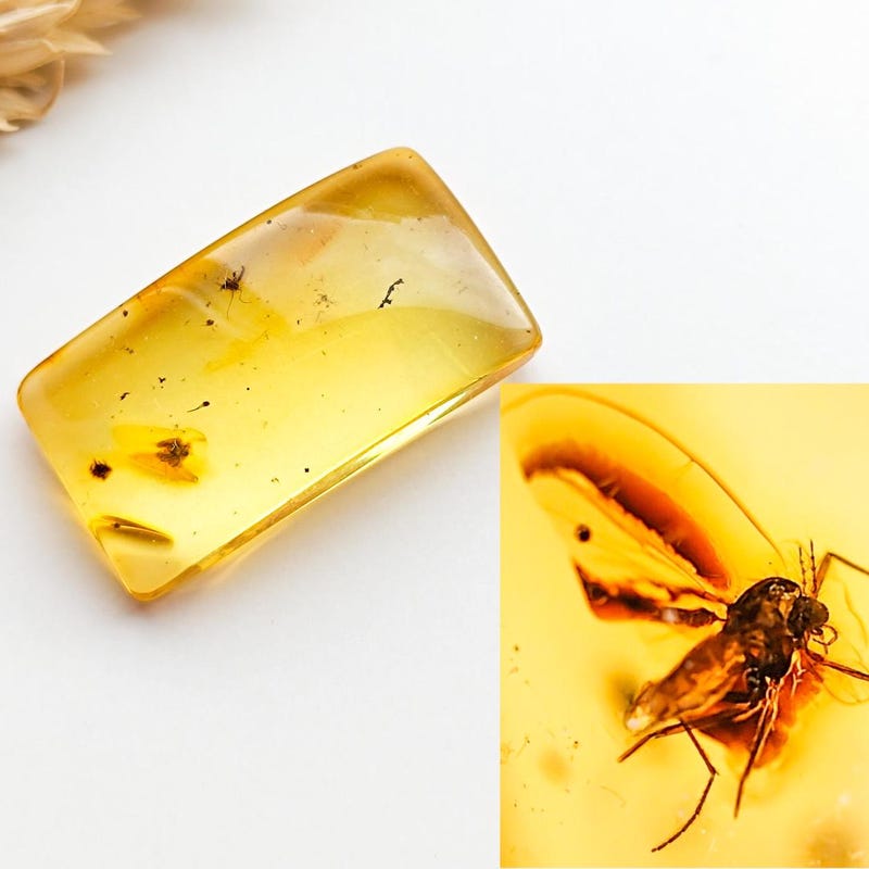 Amber With Insect - Etsy