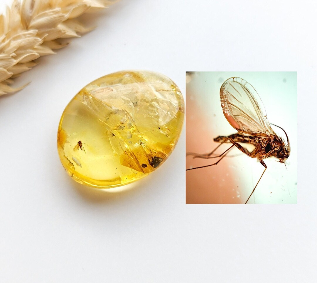 Amber With Insect Inclusion,amber Stone With Fossil, Insect Fossil and ...