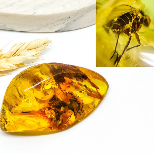 Amber With Insect - Etsy