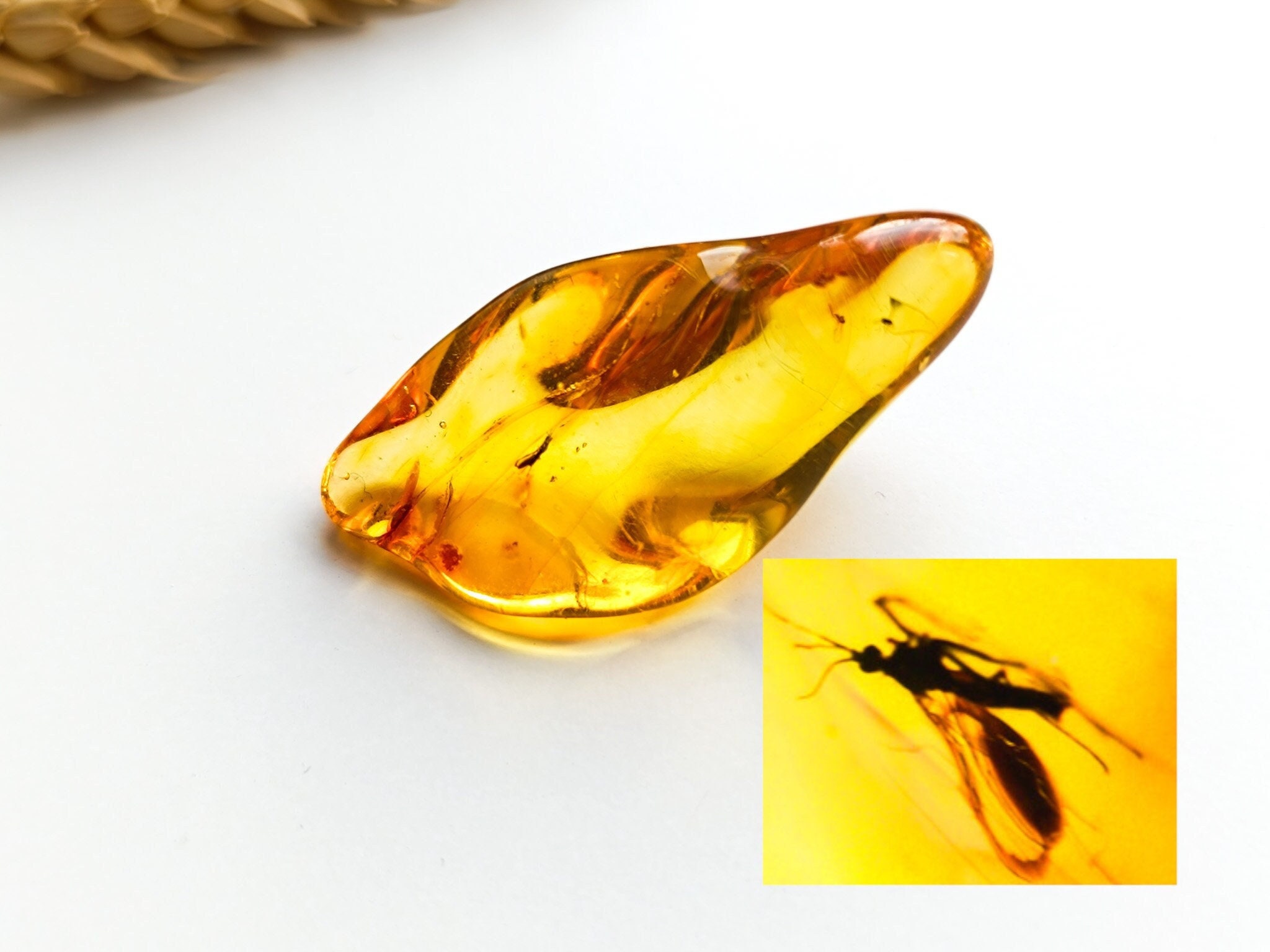 Amber Fossils For Kids
