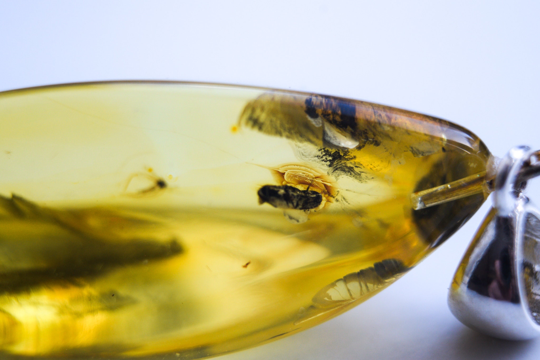 Large Amber Pendant With Insect Inclusion & 925 Silvergenuine - Etsy