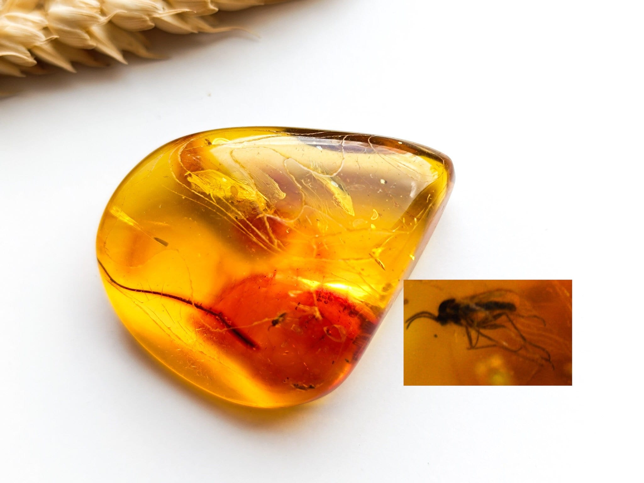Prehistoric Insects In Amber