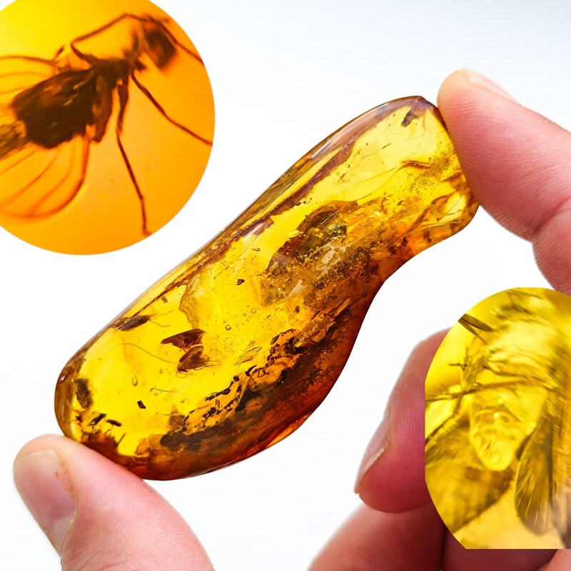 Amber Stone With Insect - Etsy