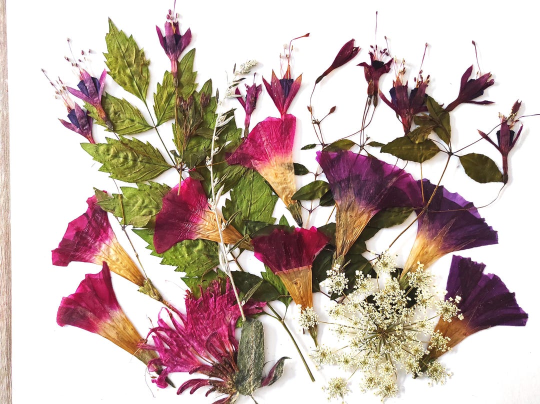 Large Red Pressed Flowers, Morning Glory, Flowers for Resin, Pressed ...