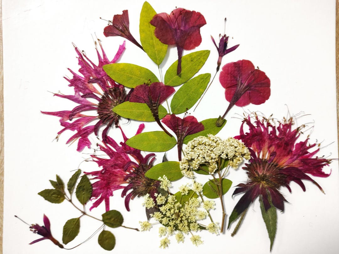 Large Red Pressed Flowers, Flowers for Resin, Craft, Pressed Flower Art ...