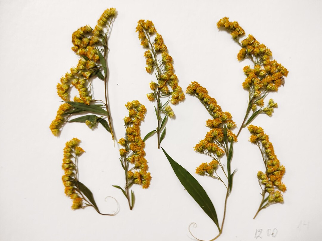 Yellow Pressed Flower Craft for DIY Jewelry Card Invitations DIY Flower ...