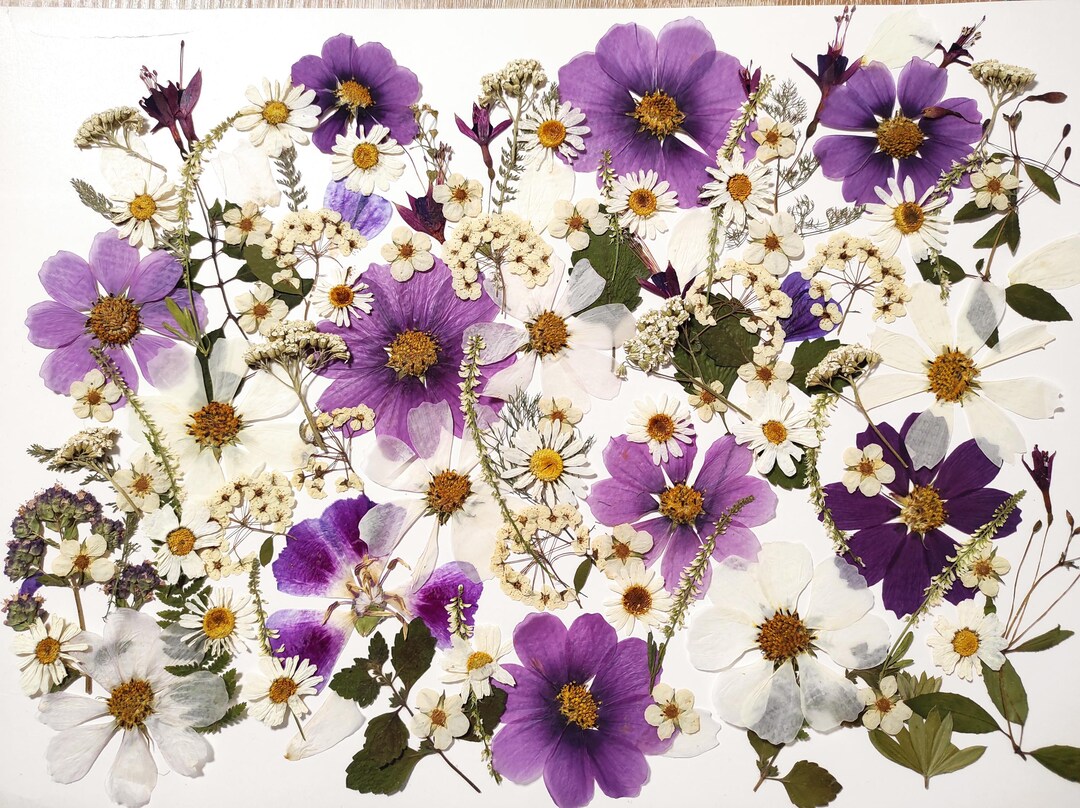 Edible Cake Decor, Natural Pressed Flower for Wedding Cakes, Cupcakes ...