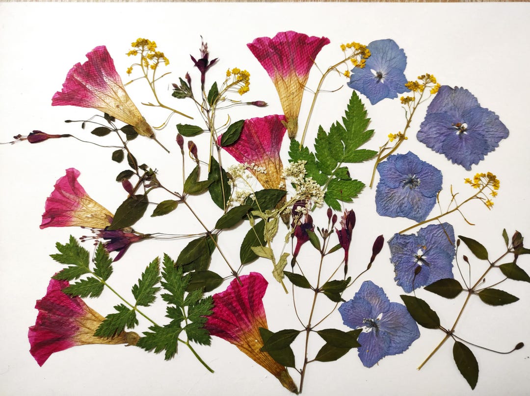 Large Red Pressed Flowers, Morning Glory, Flowers for Resin, Pressed ...