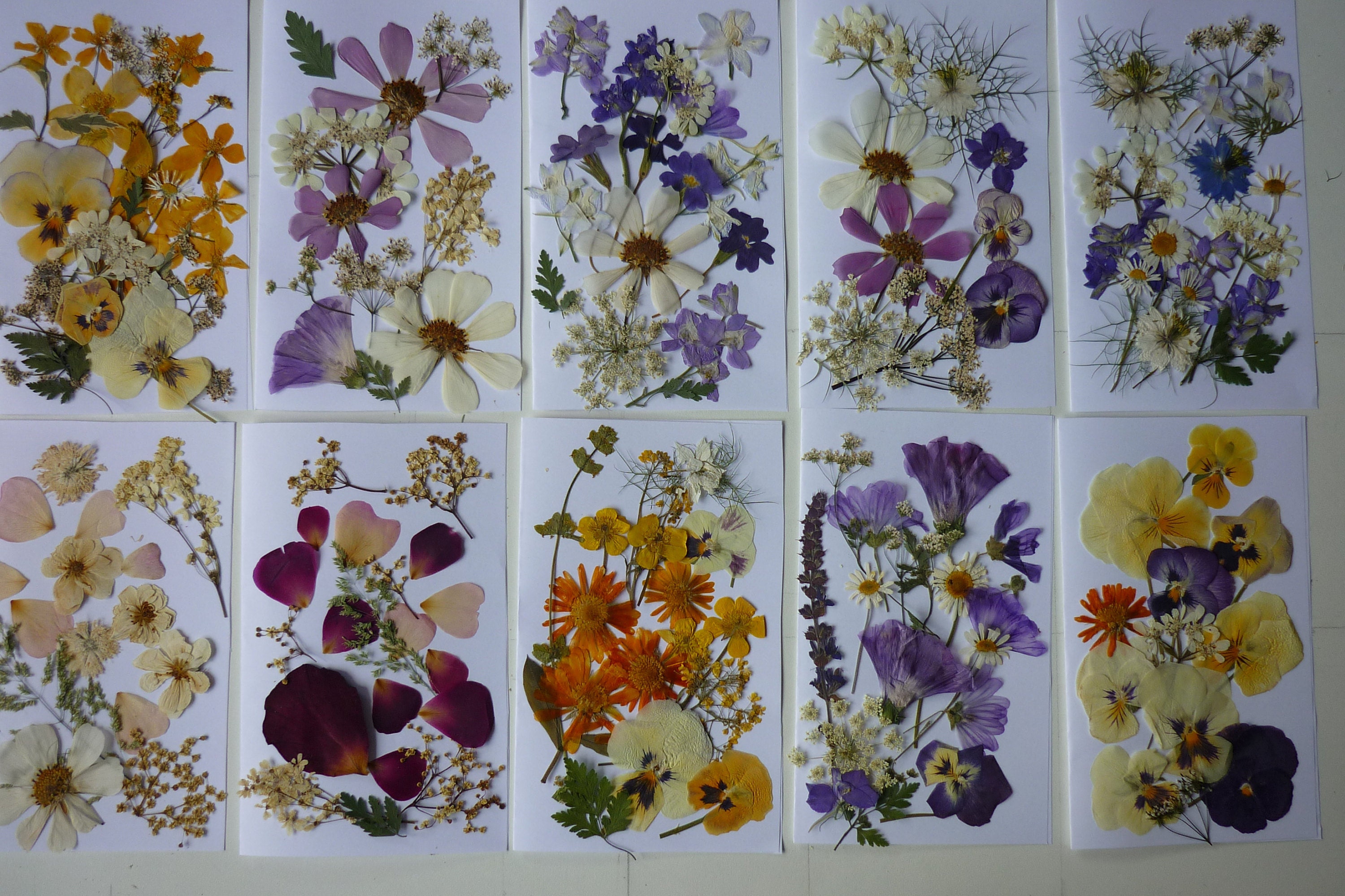 diy-material-df043-7-arrangement-pressed-flowers-for-card-making