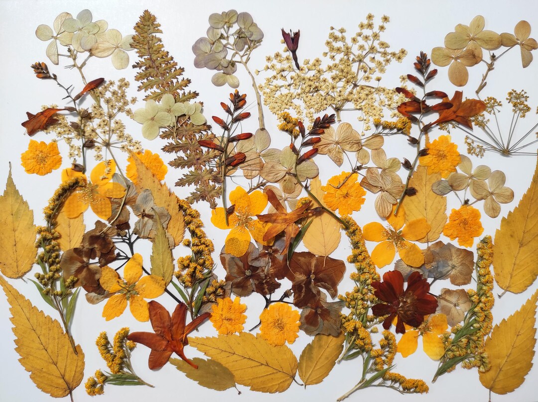 Flower for Resin, Pressed Flower Art, Yellow Pressed Flower, Flowers ...