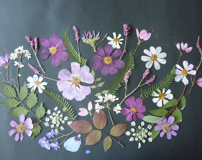 Pressed Flower Art, Pressed Flowers, Pressed Flowers for Resin, Dried ...