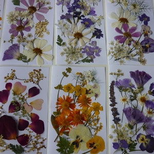 Dried Pressed Flower Set: Natural Colors, Crafting & Art - Etsy