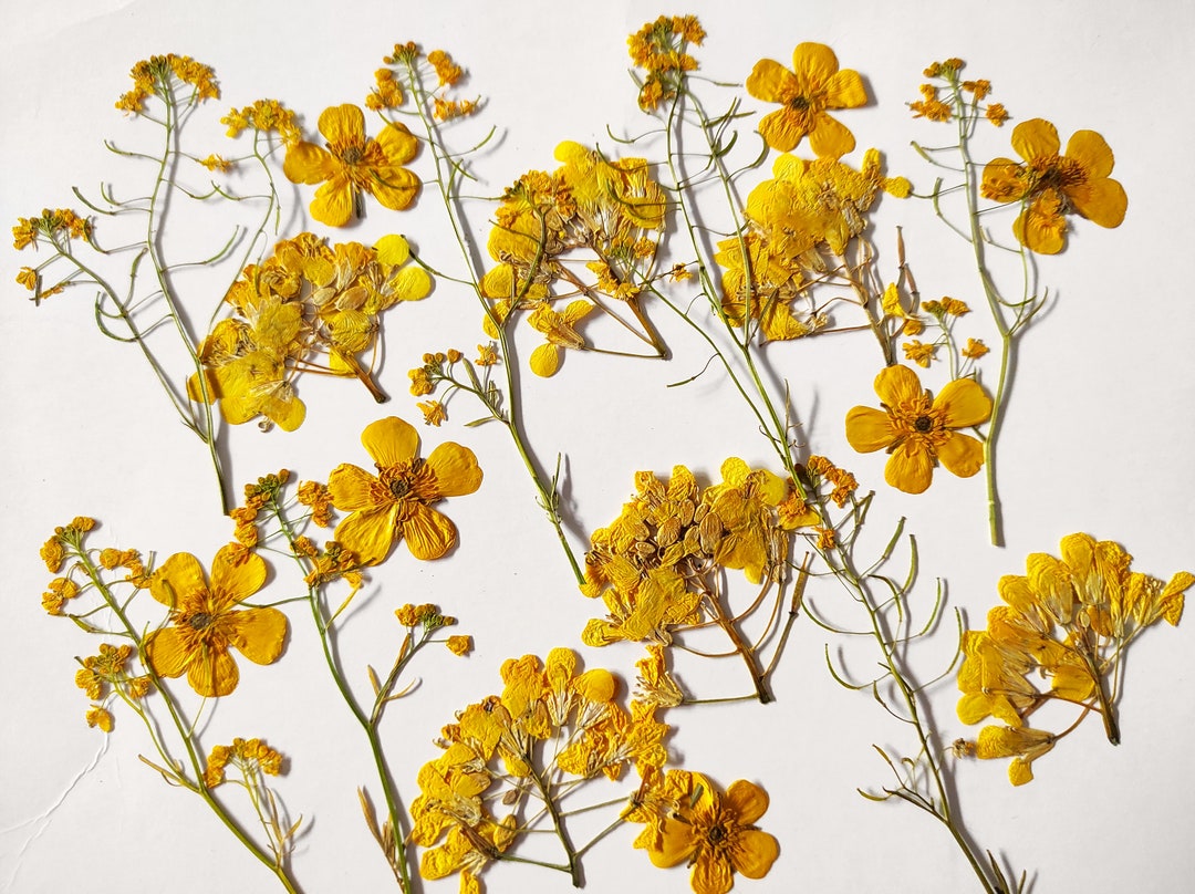 Yellow Pressed Flower Craft for DIY Jewelry Card Invitations DIY Flower ...