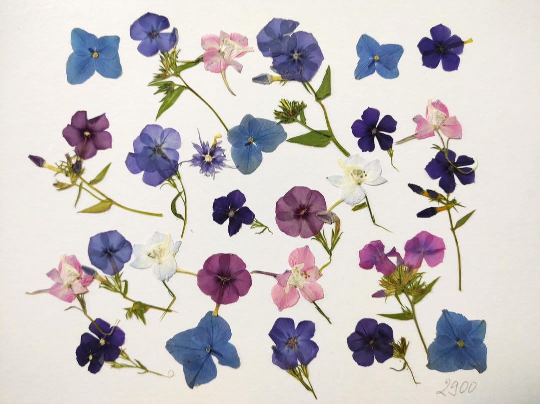 Small Pressed Flower Craft for DIY Jewelry Card Invitation DIY Flower ...