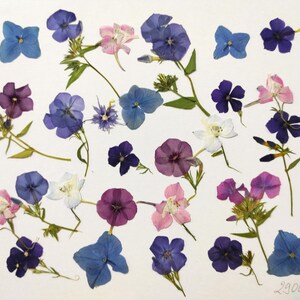 Small Pressed Flower Craft for DIY Jewelry Card Invitation DIY Flower ...