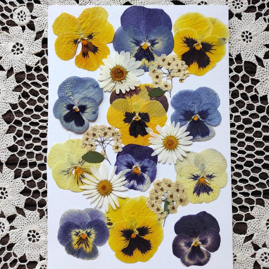 Pressed Pansies Edible Flowers Cocktail Cake Decoration Jewelry Pressed ...