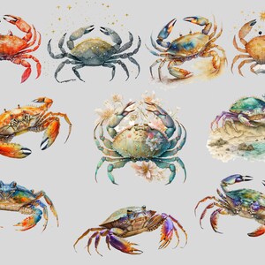 Watercolor Crab Clipart, Sea Animals Png, Crab Png, Beach, Marine ...