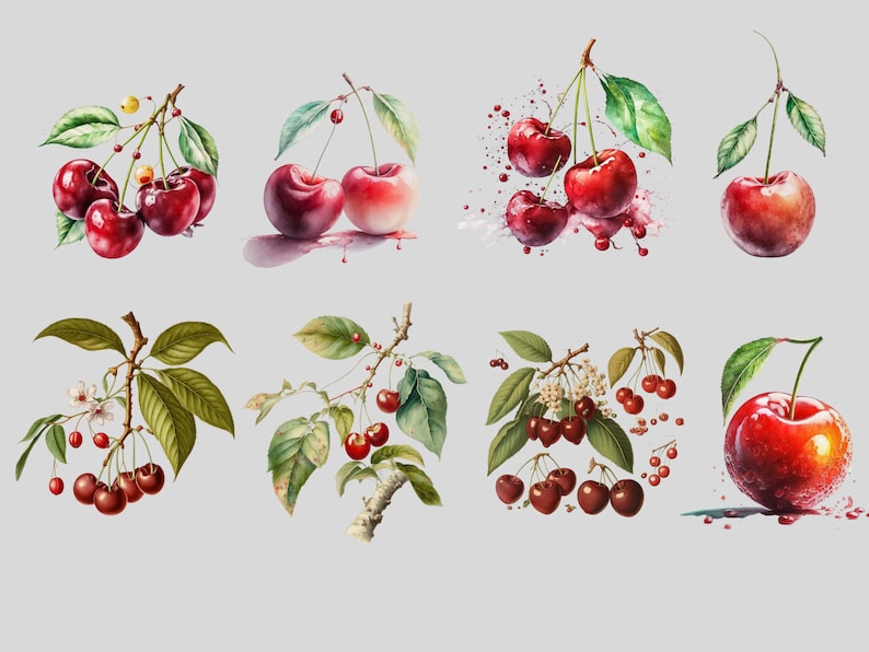 Watercolor Cherry Png Clipart Cherry Blossom Cherry Tree - Etsy