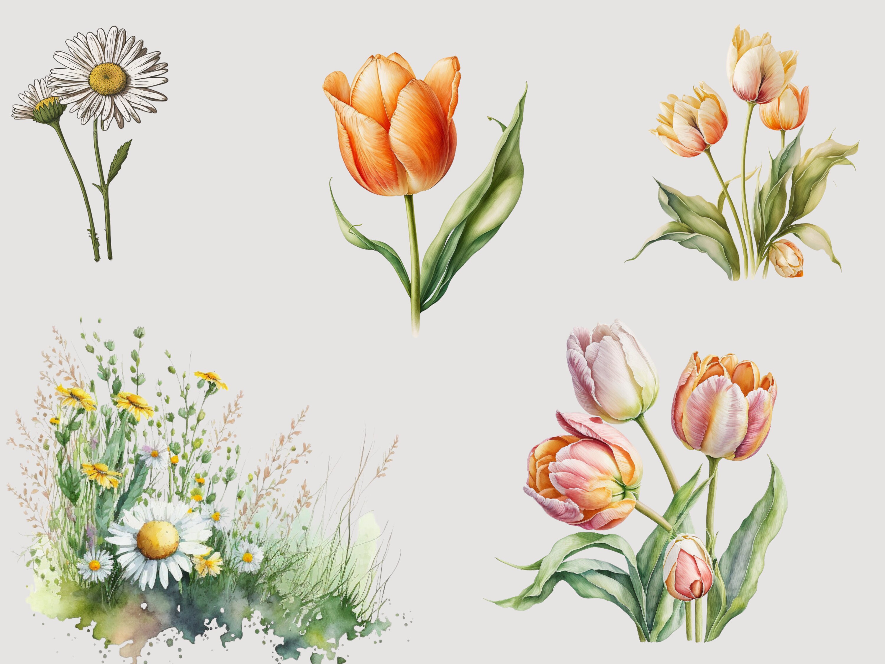 Watercolor Spring Flower PNG Clipart Tulip Clipart Daisy - Etsy