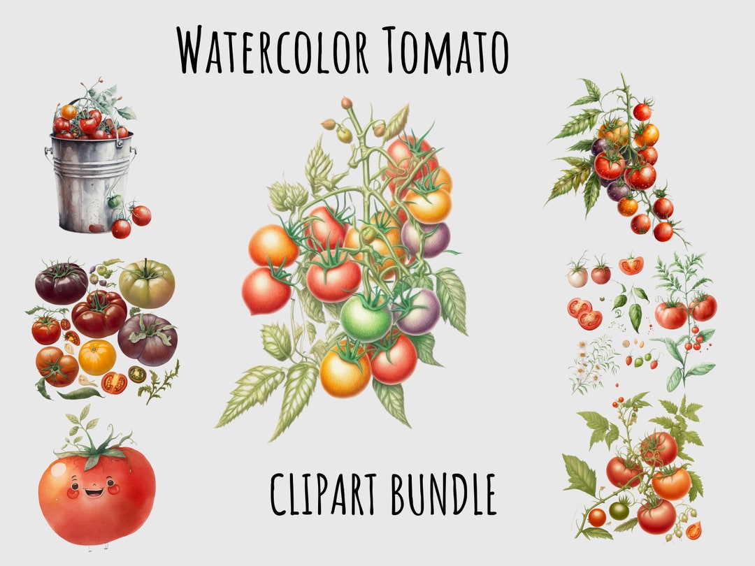 Watercolor Tomato Clipart PNG Bundle Vegetable Clipart Gardening ...