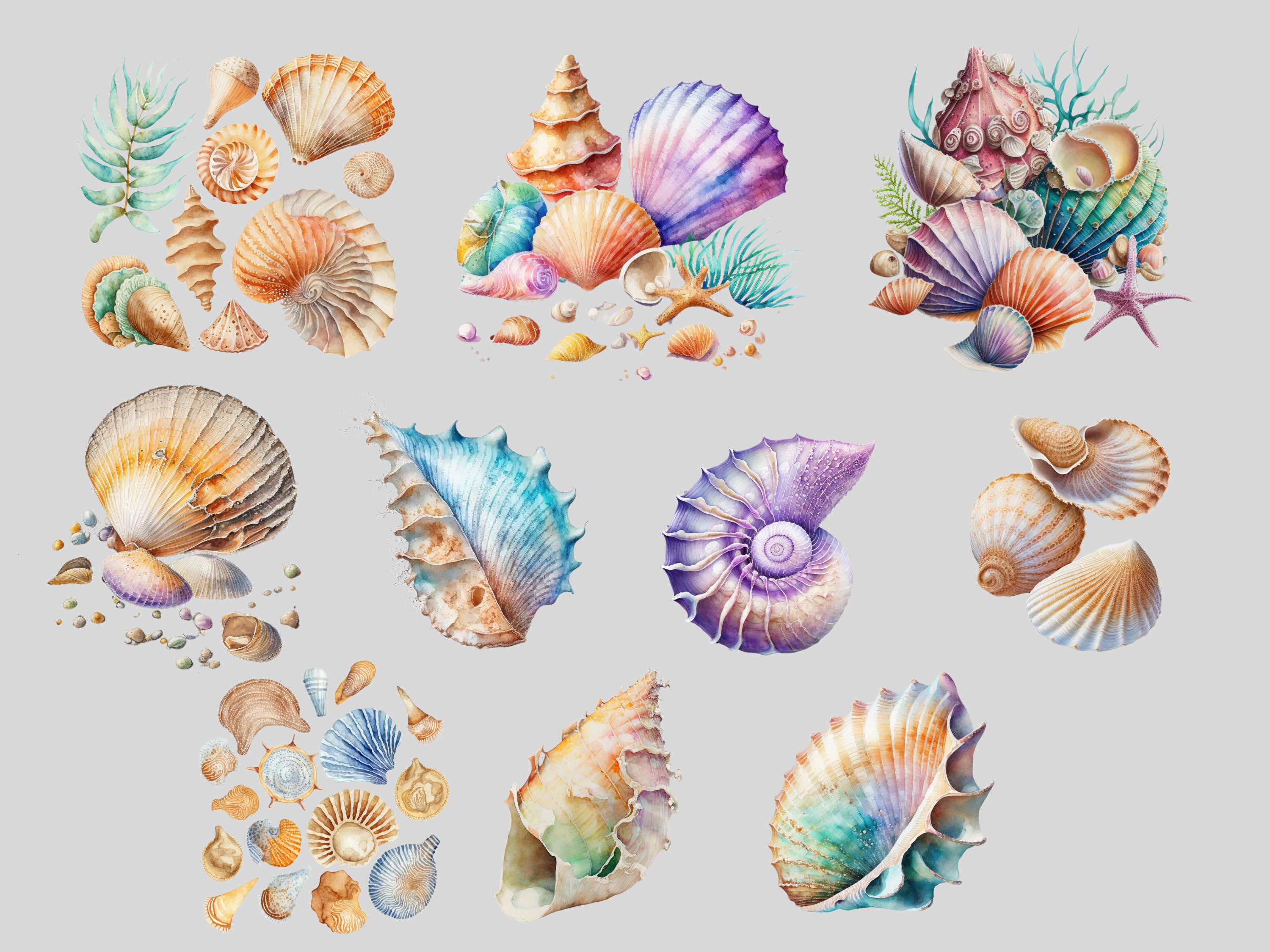 Watercolor Seashell Clipart Marine Sea Shell Snail Shell - Etsy