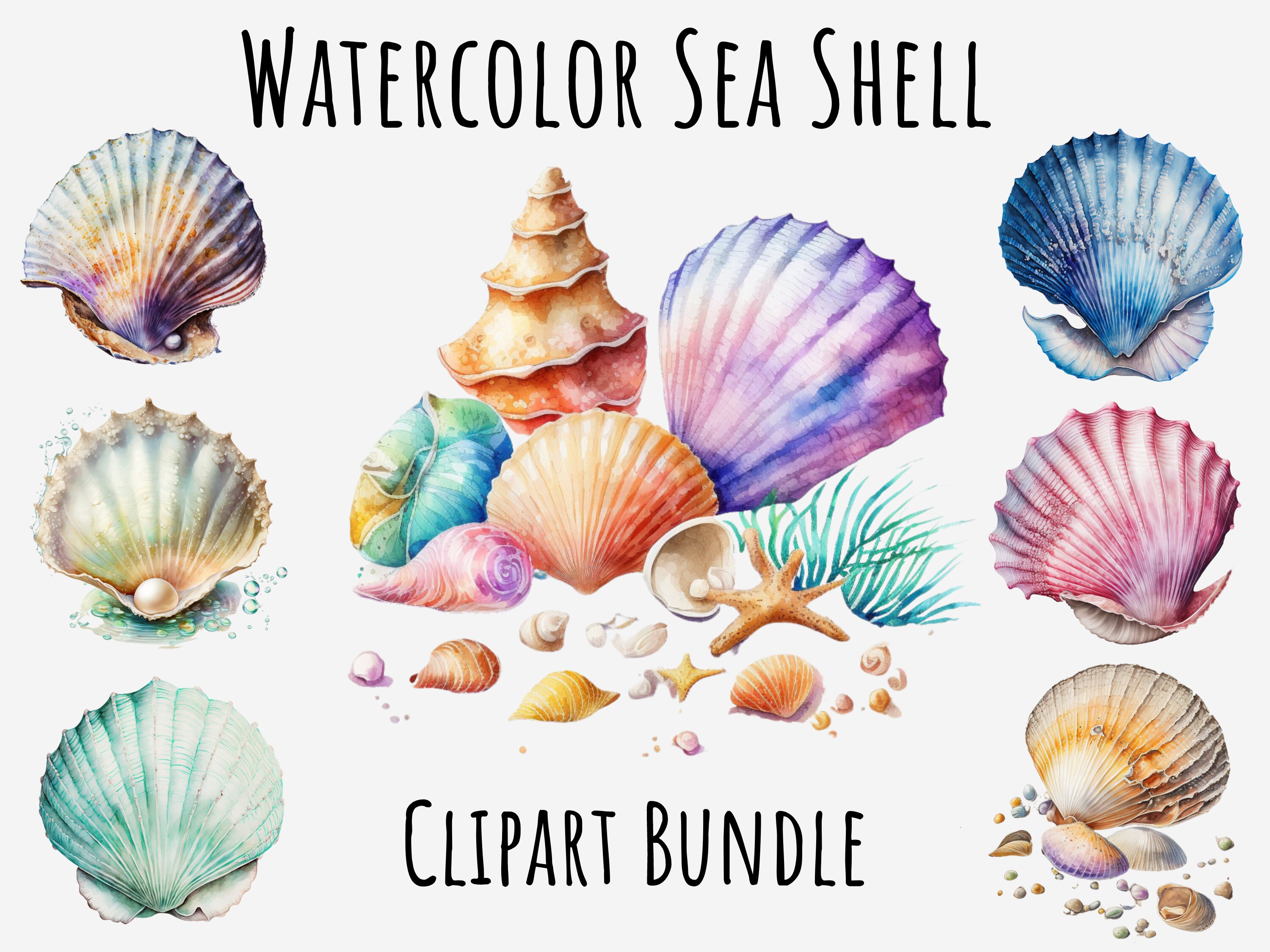 Watercolor Seashell Clipart Marine Sea Shell Snail Shell - Etsy