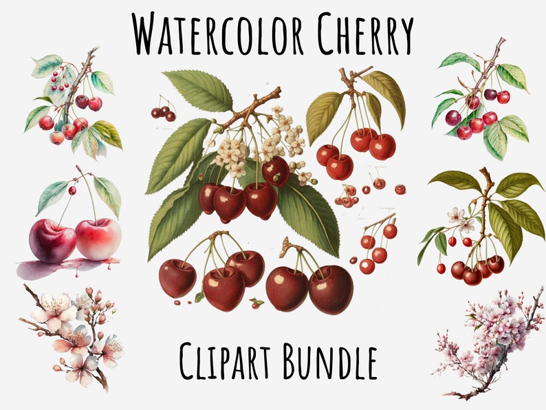 Watercolor Cherry Png Clipart Cherry Blossom Cherry Tree - Etsy