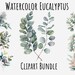 Watercolor Eucalyptus Clipart, Greenery, Wedding Flowers Png, Gardening ...