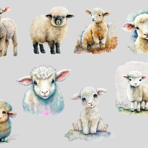 Cute Baby Sheep Clipart, Baby Lamb Clipart, Baby Farmhouse Animal Png Bundle, Baby Animals,farm ...