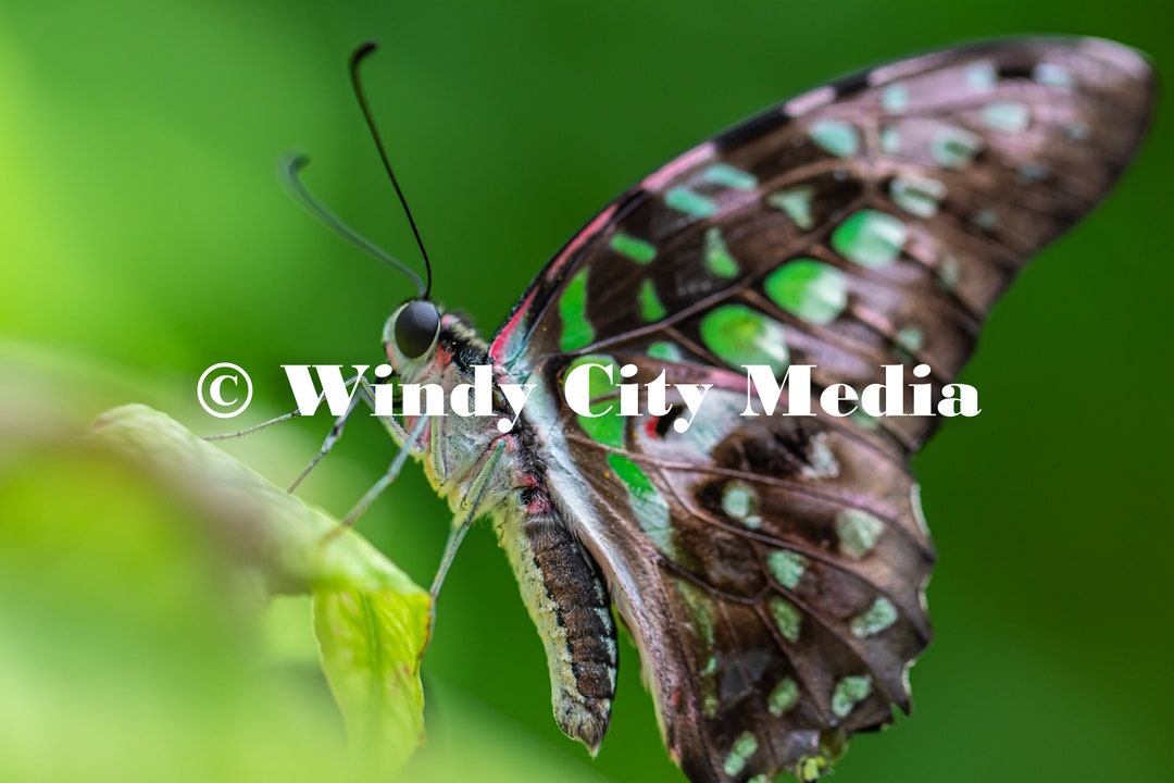 Green Spotted Butterfly Color Print Nature Photography Digital Download ...