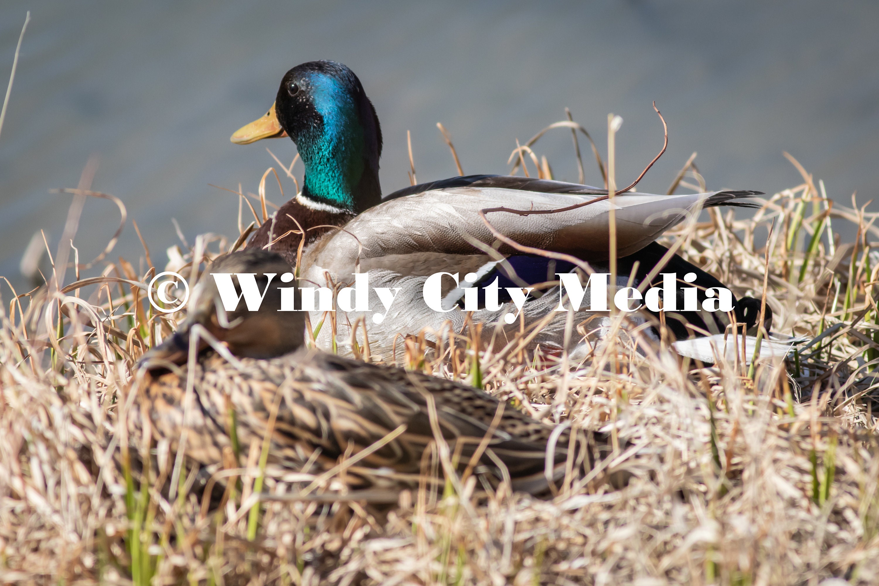 Mallard Duck Print Wildlife Photography Digital Download - Etsy