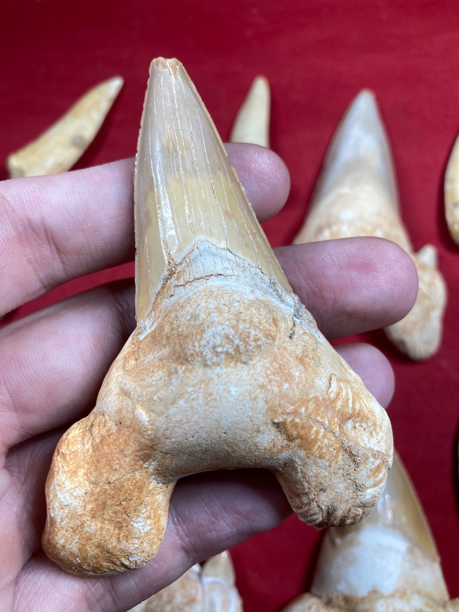 Huge Natural Petrified Shark Tooth or Plesiosaur Tooth Best Quality ...