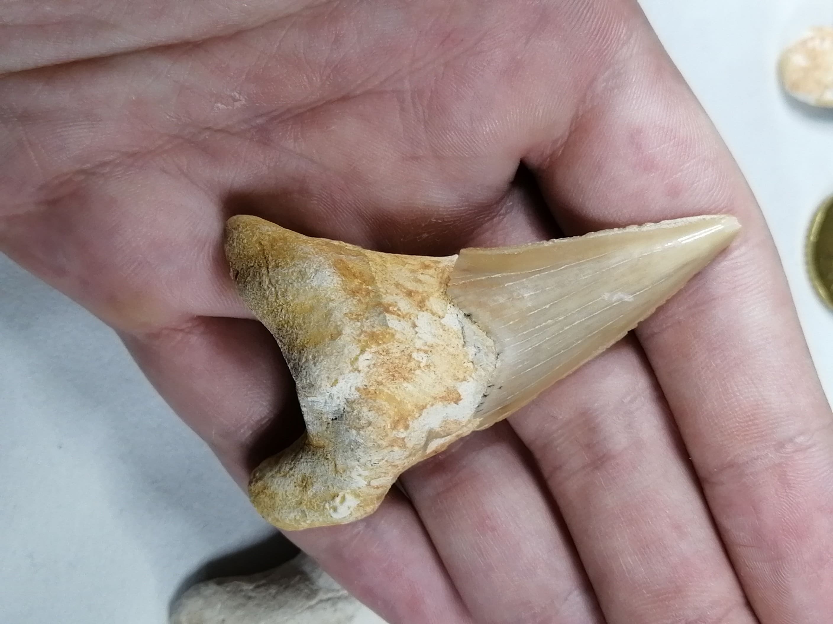 Petrified shark tooth with about 7 cm Morocco Otodus obliquus | Etsy