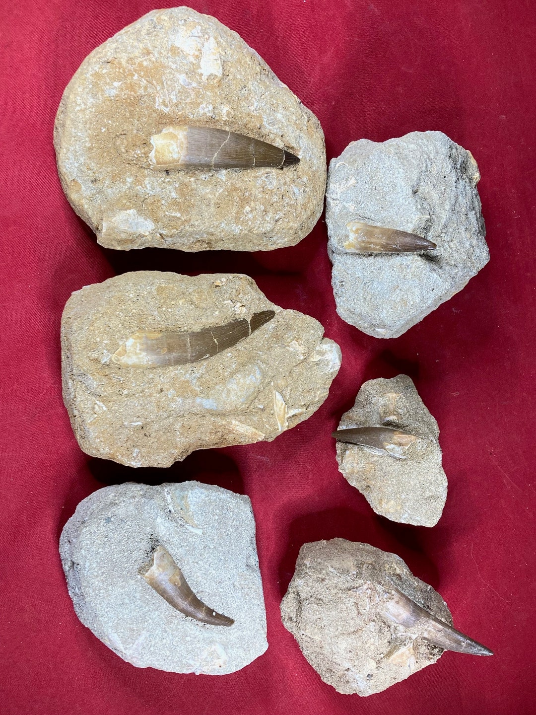 Spinosaur Tooth in Matrix Dinosaur Dino Saurier Decoration Gift ...