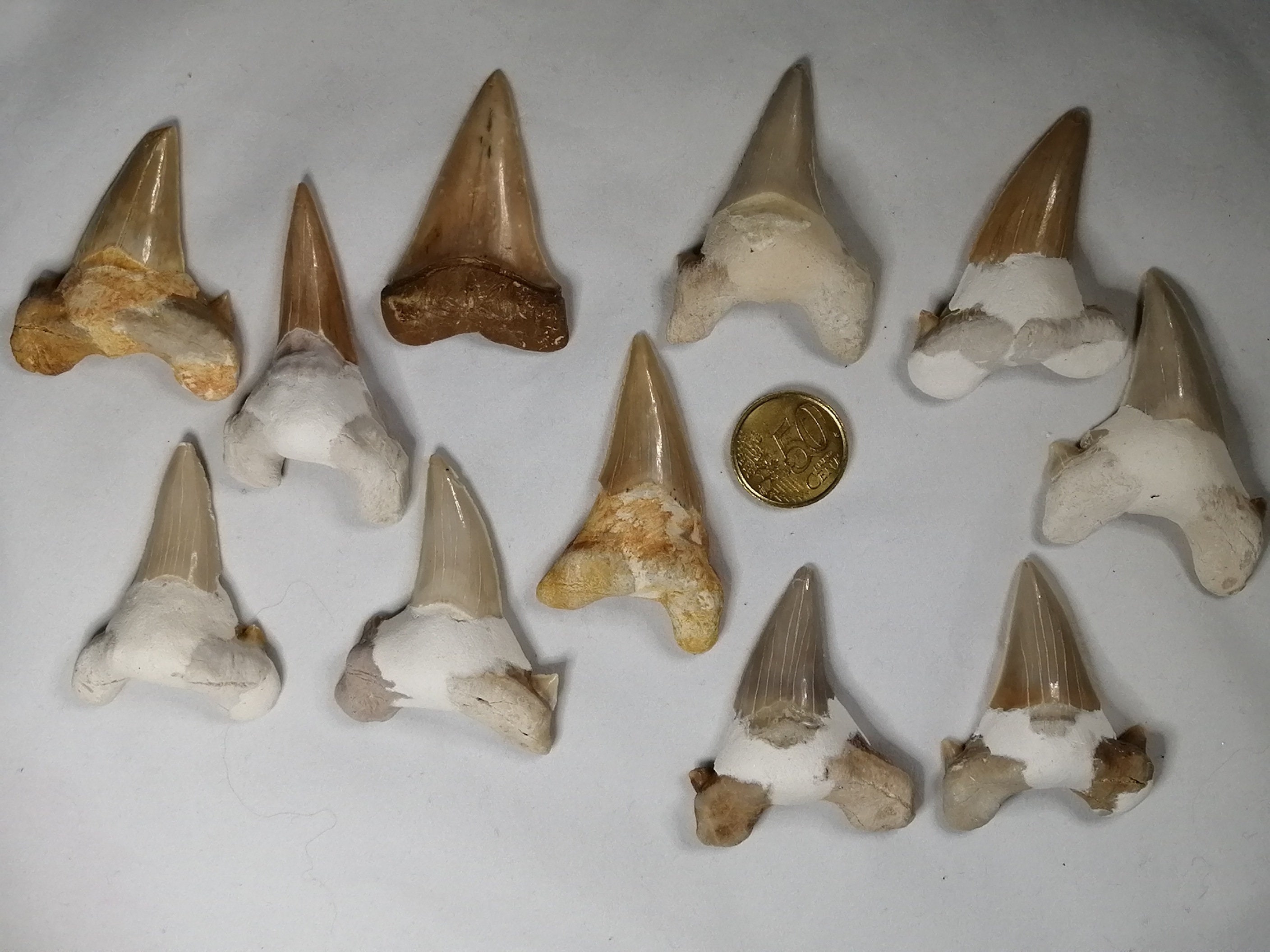 Petrified Shark Tooth With Approx. 7 Cm, Morocco Otodus Obliquus ...