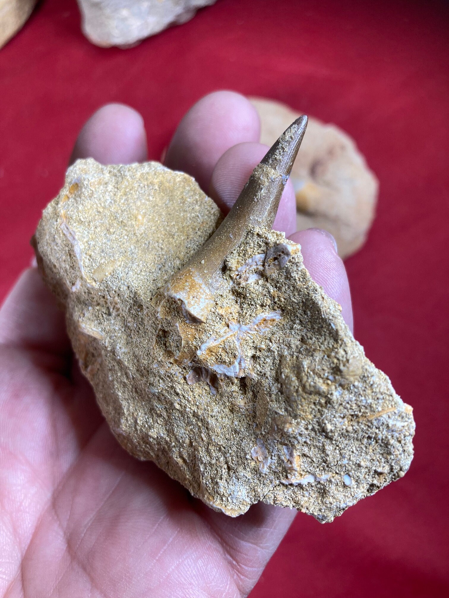 Spinosaurus Tooth in Matrix Dinosaur Dino Saurian Decoration Gift ...