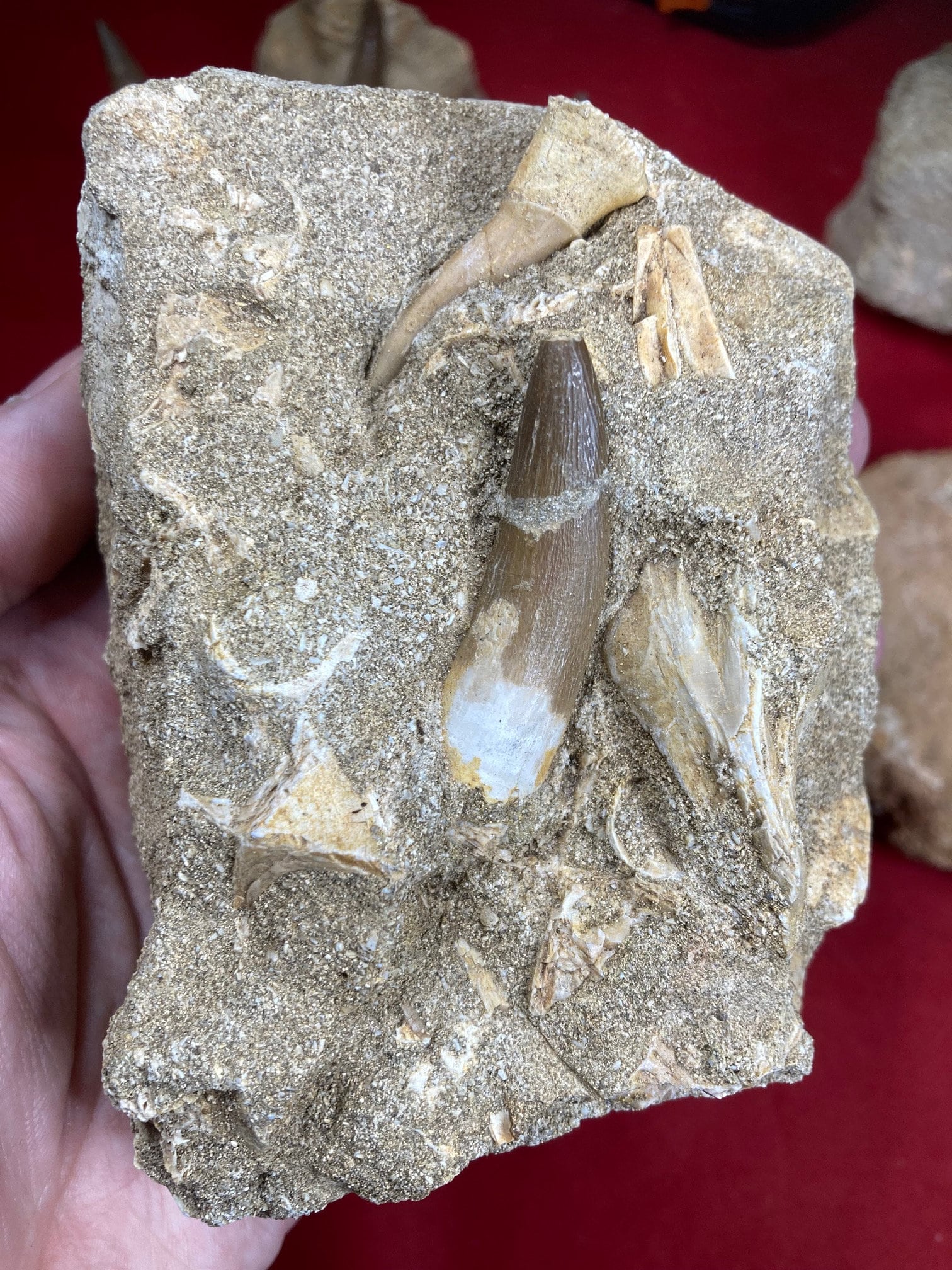 Spinosaurus Tooth in Matrix Dinosaur Dino Saurian Decoration Gift ...